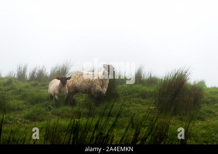 landscape along the sheep heads way Stock Photo - Alamy