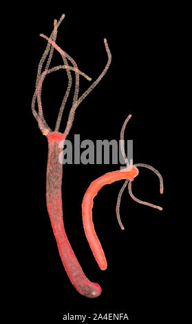 Hydra, darkfield photomicrograph Stock Photo - Alamy