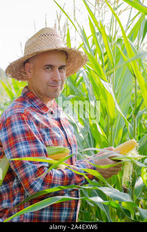 Corn cob in farmer hands while working on agricultural field, closeup ...