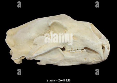 Polar Bear Skull Stock Photo - Alamy