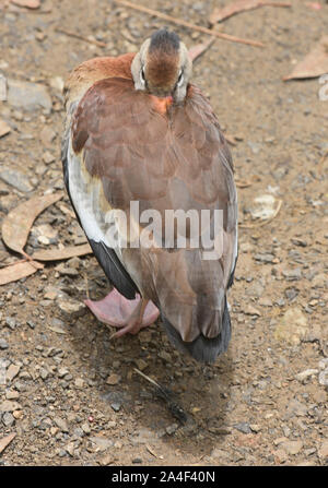 Sheltering duck, Amaru Biopark, Cuenca, Ecuador Stock Photo - Alamy