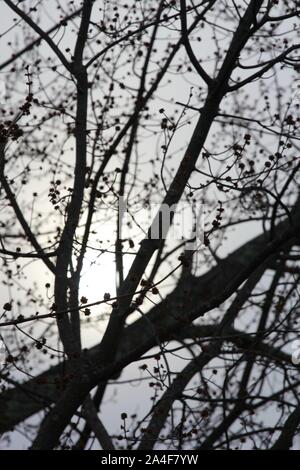 Budding Tree seen at Sunset Stock Photo - Alamy