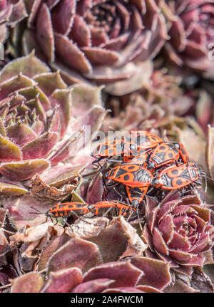 Fire Bugs mating - Pyrrhocoris apterus Stock Photo - Alamy