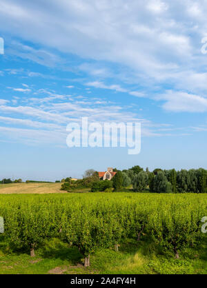 Kent apple and pear orchards behind St. Mary's Church, Teynham Stock ...