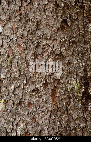 Engelmann spruce (Picea engelmannii) bark, Olallie Lake Scenic Area ...