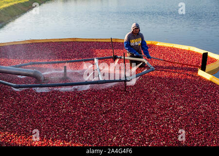 Workers harvesting Cranberries with a Bog Boom in a Flooded Field on a ...