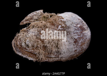Anodonta Anatina empty shell. A clam shell living in the lakes of ...