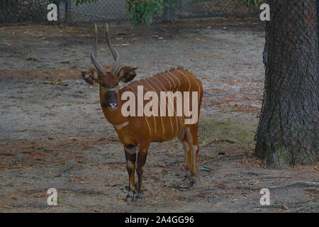 Female Bongo antelope (Tragelaphus eurycerus) close-up of the head ...