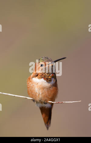 Allen's Hummingbird Male Closeup Stock Photo - Alamy