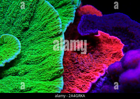 Montipora SPS coral in coral reef aquarium tank Stock Photo - Alamy