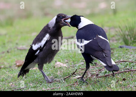 Adult Australian Magpie feeding fledgling Stock Photo - Alamy