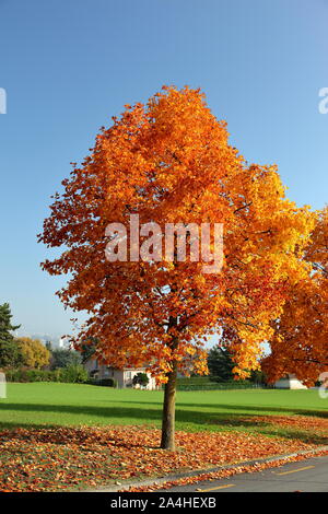 Autumn tree colors by Geneva lake Stock Photo - Alamy