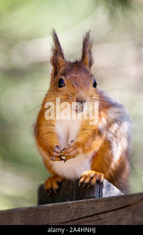 Red Squirrel (Sciurus vulgaris). Underside of head showing mouth, upper ...