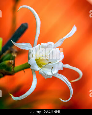 Hymenocallis festalis - Peruvian Daffodil - Spider Lily Stock Photo - Alamy