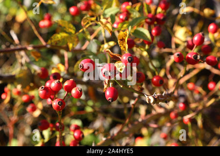 wild brier shrub Stock Photo - Alamy
