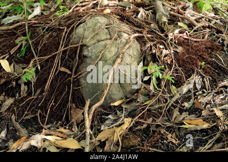 Tree roots growing over a rock Stock Photo - Alamy