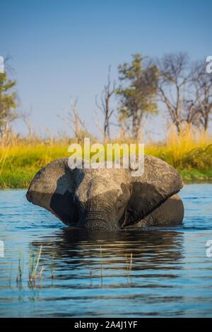 Elephant bathing in the Okavango Delta, Botswana Stock Photo - Alamy