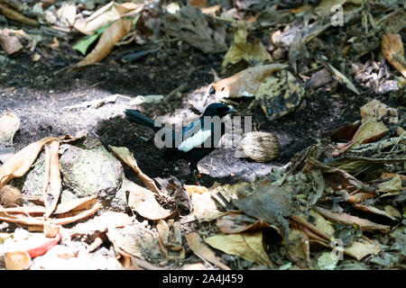 Endemic Magpie Robin bird cousin island seychelles preparing nest on ...