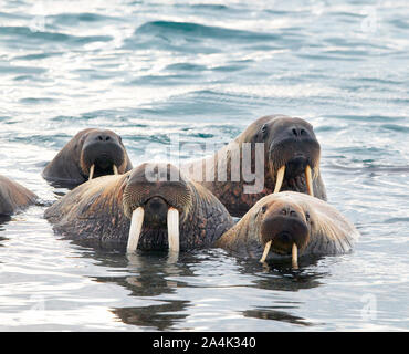 Spitsbergen Svalbard - walrus swimming - long teeth Stock Photo - Alamy