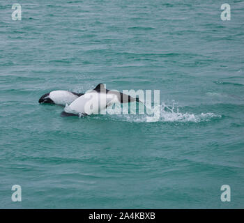 Commerson s dolphin Cephalorhynchus commersonii Patagonia Argentina S ...