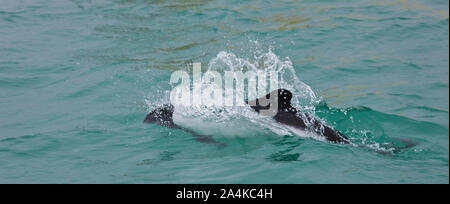 Delfin de Commerson o Tonina Overa (Cephalorhynchus commersonii),Ria ...