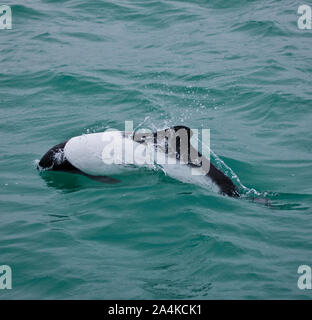 Delfin de Commerson o Tonina Overa (Cephalorhynchus commersonii),Ria ...