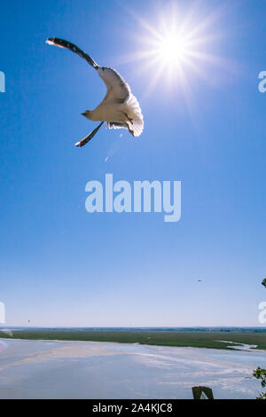 Flying seagull in Mont Saint michel Stock Photo - Alamy