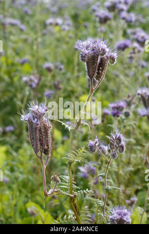 Lacy phacelia in the field during sunrise Stock Photo - Alamy