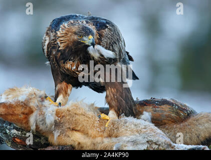 Golden Eagle eating prey. Predator Stock Photo - Alamy