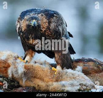 Golden Eagle eating prey. Predator Stock Photo - Alamy
