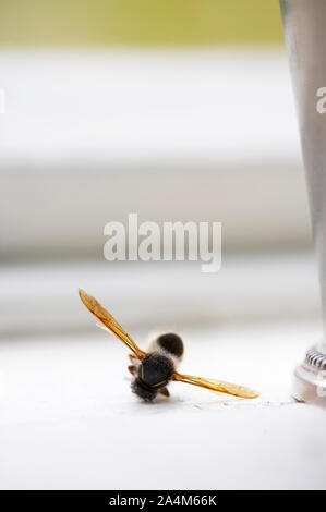 dead animal, wasp, dead animals, wasps Stock Photo - Alamy
