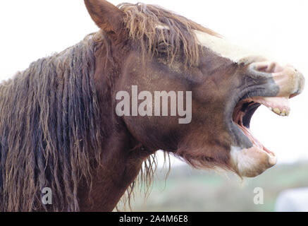 Horse screaming & laughing Stock Photo - Alamy