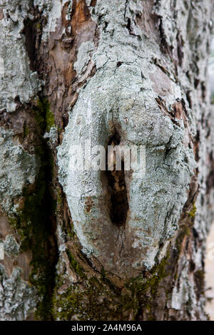 Close-up of detailed Tree Bark. Wooden Background Texture Stock Photo ...