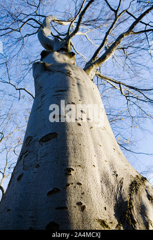 Tree looking up form below with blue sky Stock Photo - Alamy
