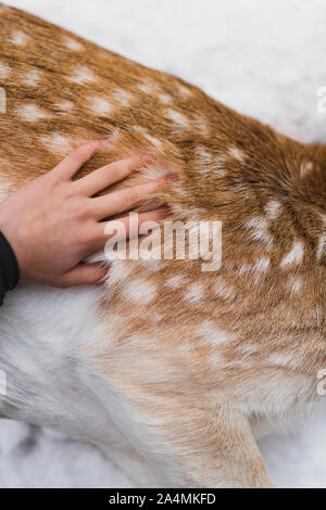 image of deer fallow outdoor. deer fallow in the street. deer fallow ...