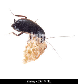 Loboptera decipiens. Small, black European cockroach. With crumb ...