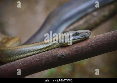 Lojan boa constrictor (Boa ortonii), Ecuador Stock Photo - Alamy