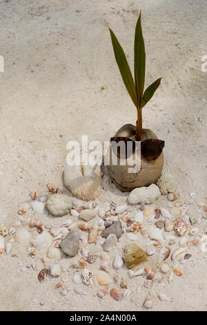 View of sandy beach with shells and palm tree over blue sky background ...