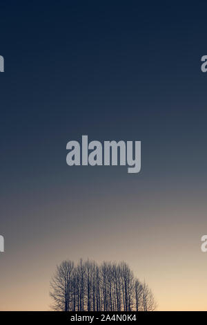 A vertical low angle view of the silhouettes of trees in the forest ...