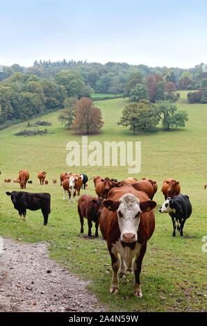 A herd of cows on a hillside in northern Malawi Stock Photo - Alamy