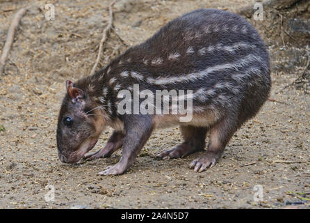 Green acouchi (Myoprocta pratti), Ecuador Stock Photo - Alamy