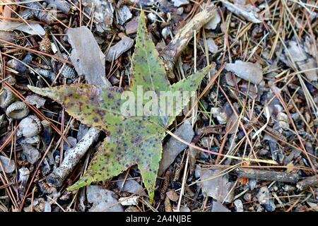 Rocks and pine needles Stock Photo - Alamy