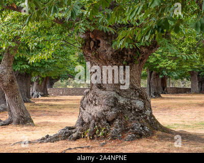 Thousand year-old big sweet chestnut tree with a very thick trunk ...