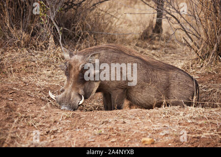 One warthog digging in the bush a new home and running with the kid ...