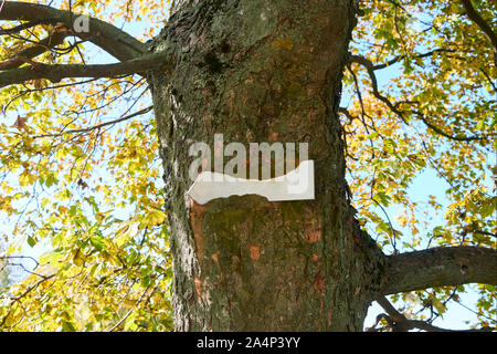 trunk of a tree growing inside a stone wall, Kinvara, Co. Galway ...