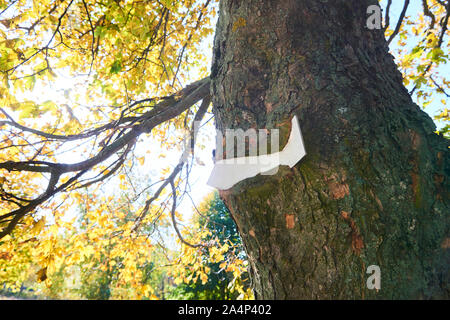 trunk of a tree growing inside a stone wall, Kinvara, Co. Galway ...