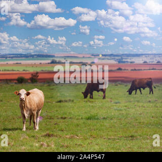 German Holstein cattle on pasture, red-breasted domestic cattle, cow ...