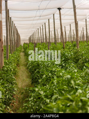 field of ripening bell peppers in the vegetable garden at the organic ...