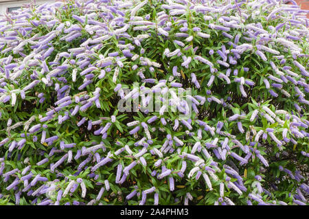 Large Hebe shrub in full flower against a garden wall A evergreen shrub ...