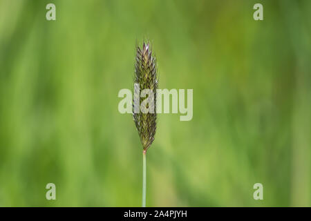 Creeping Foxtail Inflorescence in Springtime Stock Photo - Alamy